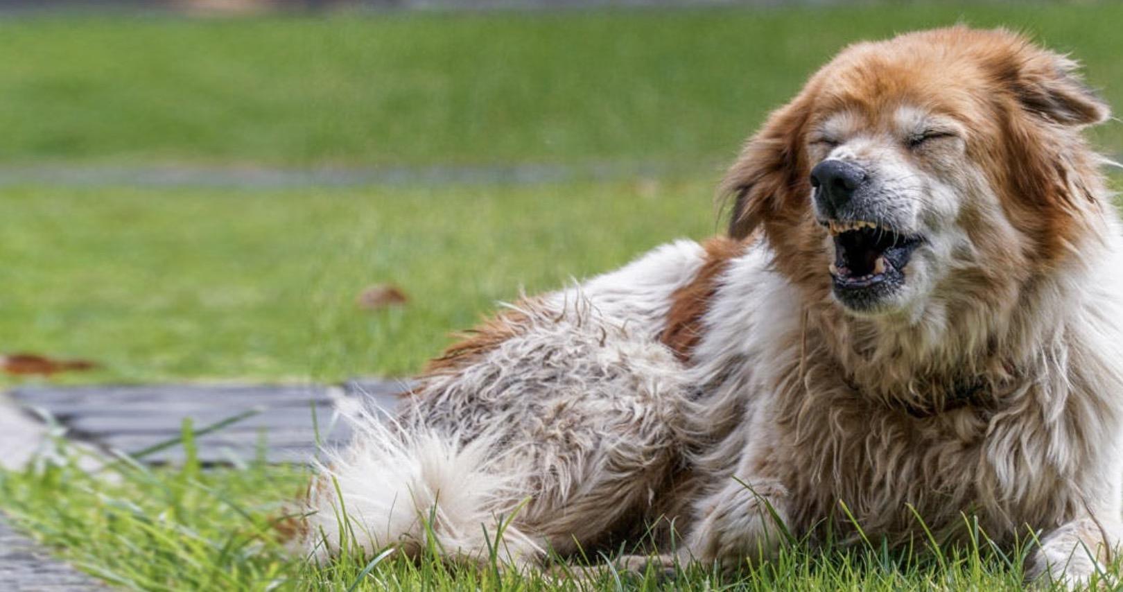 Hundar fáa sálarligar trupulleikar av góðgæti - Dimma.fo